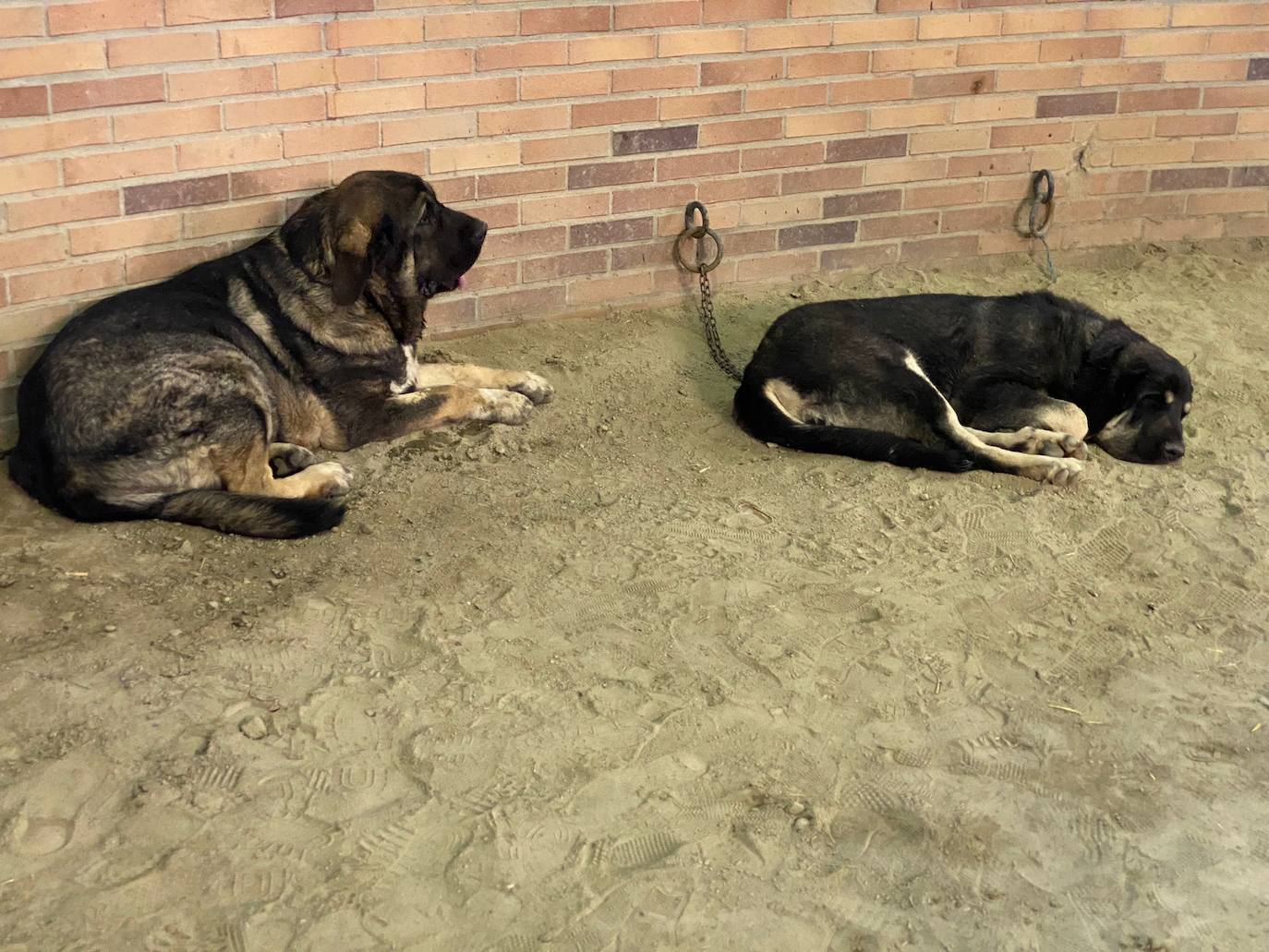 Fotos: La Feriona de Villablino congrega a miles de personas | leonoticias.com